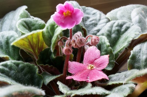 Growing African Violets | N.C. Cooperative Extension